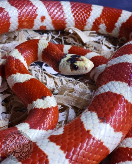 (Holiday Special!)(2019 Breeder Pair) Applegate Pyros Arizona Mountain ...