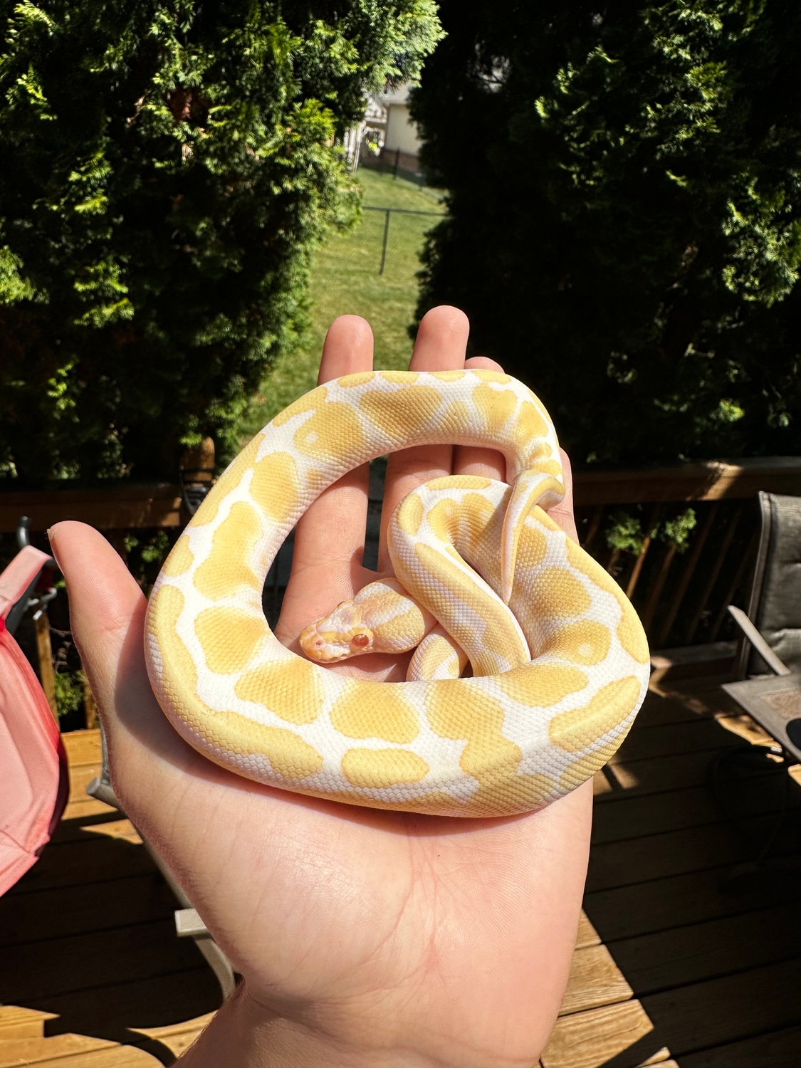 Albino Het Clown Pied Ball Python by 7vns Reptiles - MorphMarket