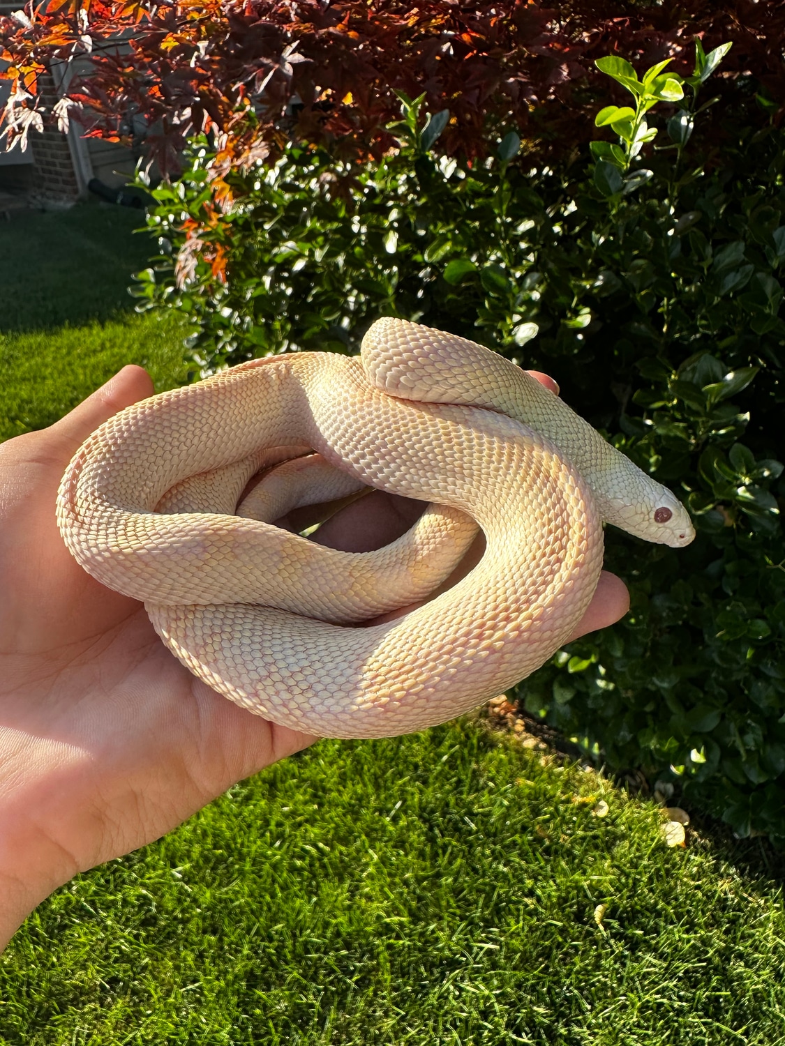 Albino Whitesided 66% Het Hypo, Patternless, Axanthic Bullsnake by 7vns ...