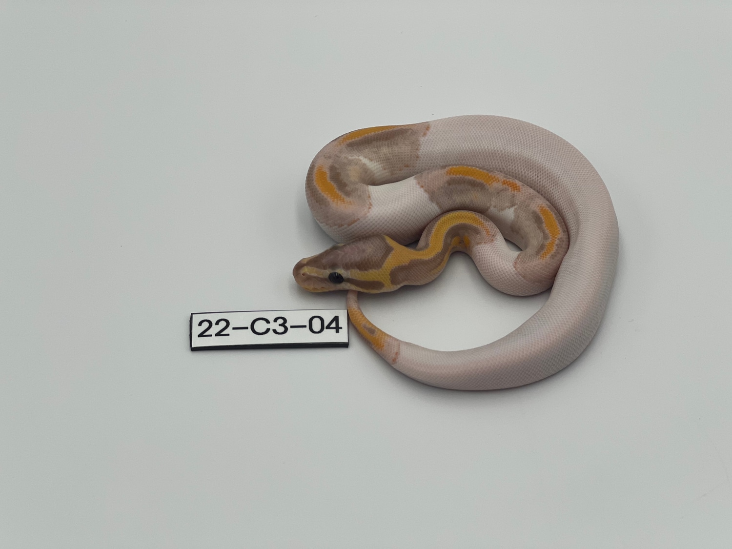 Banana Pied Ball Python by 802 Clutch - MorphMarket