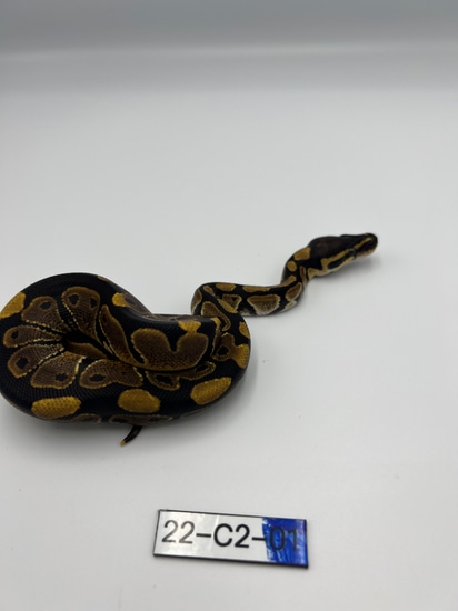 Normal Ball Python by 802 Clutch