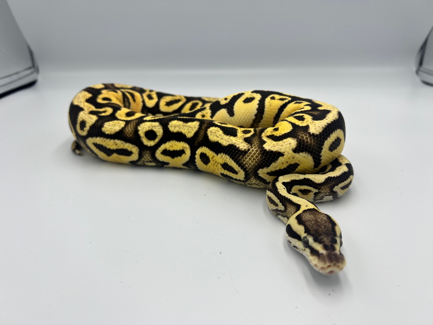 Firefly Ball Python by 802 Clutch - MorphMarket