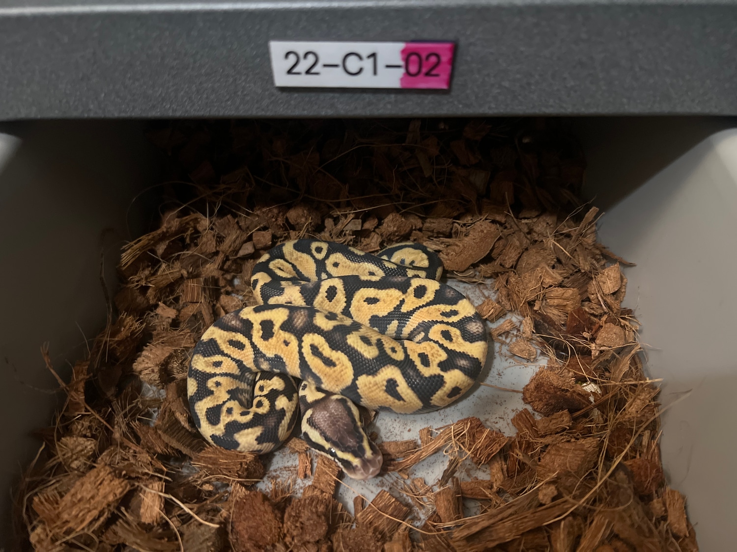Pastel Ball Python by 802 Clutch - MorphMarket