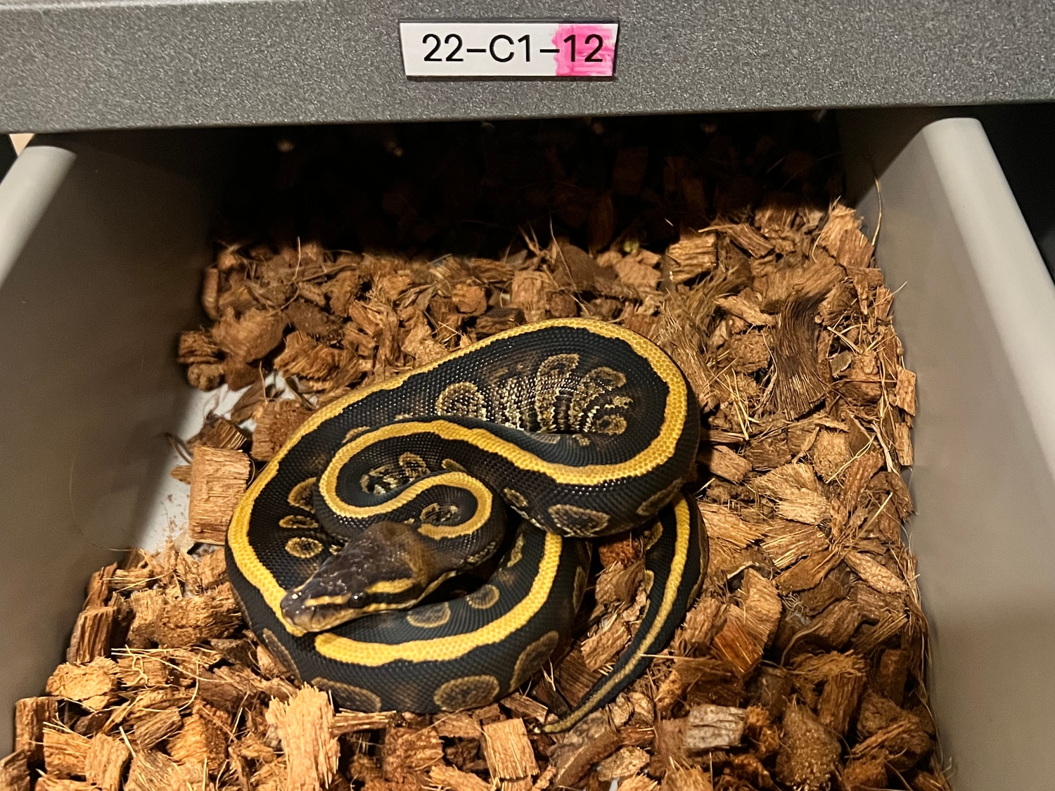Stranger Ball Python by 802 Clutch - MorphMarket