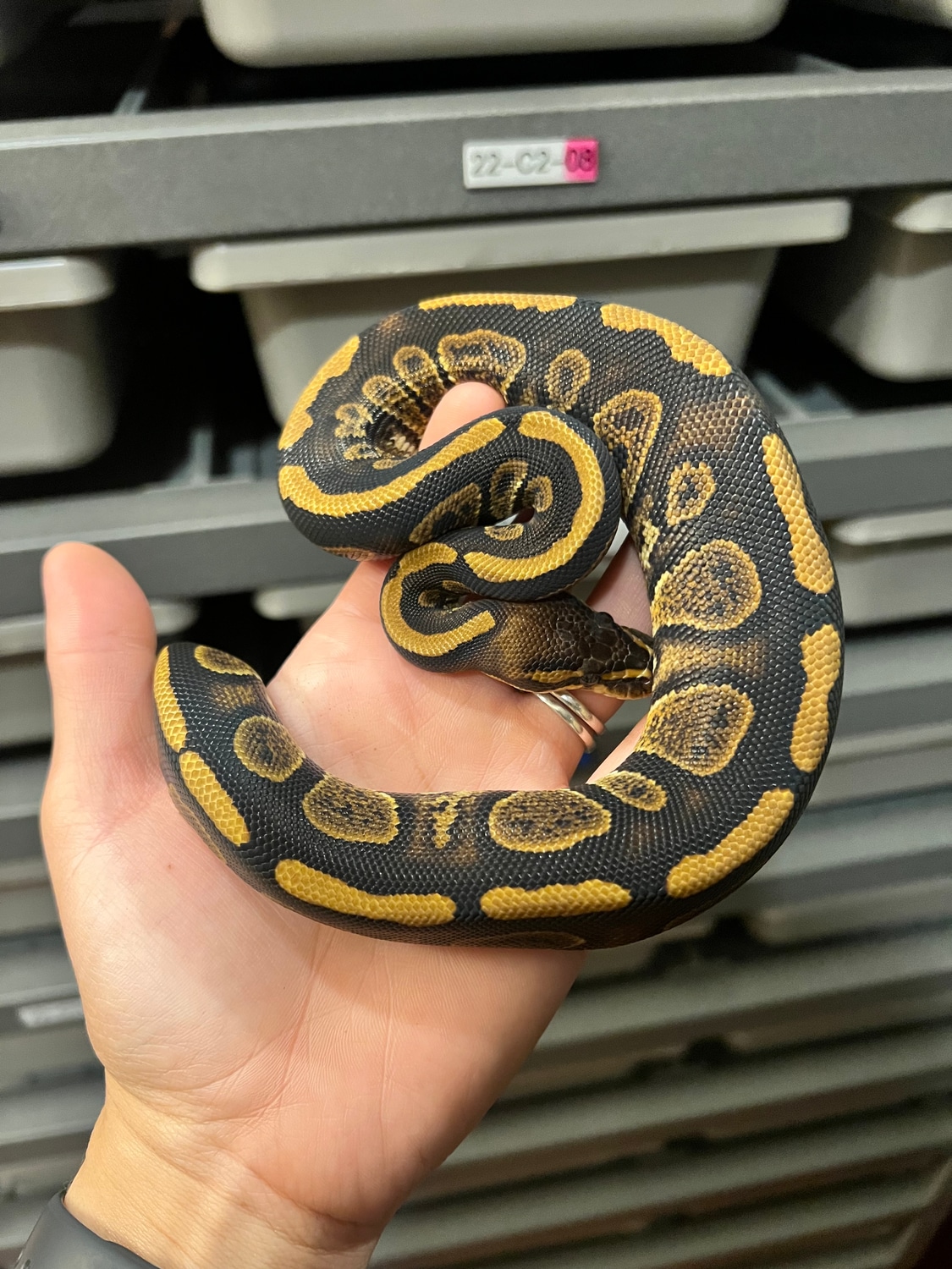 Stranger Ball Python by 802 Clutch - MorphMarket