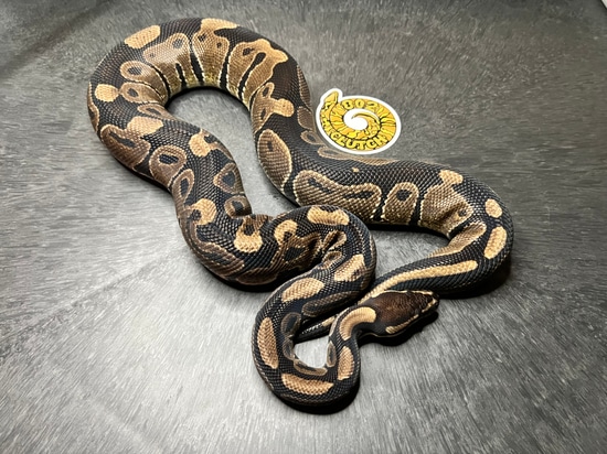 Normal Ball Python by 802 Clutch