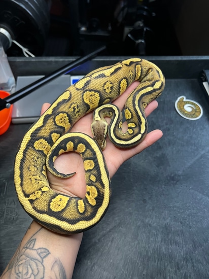 Pastel Stranger Ball Python by 802 Clutch