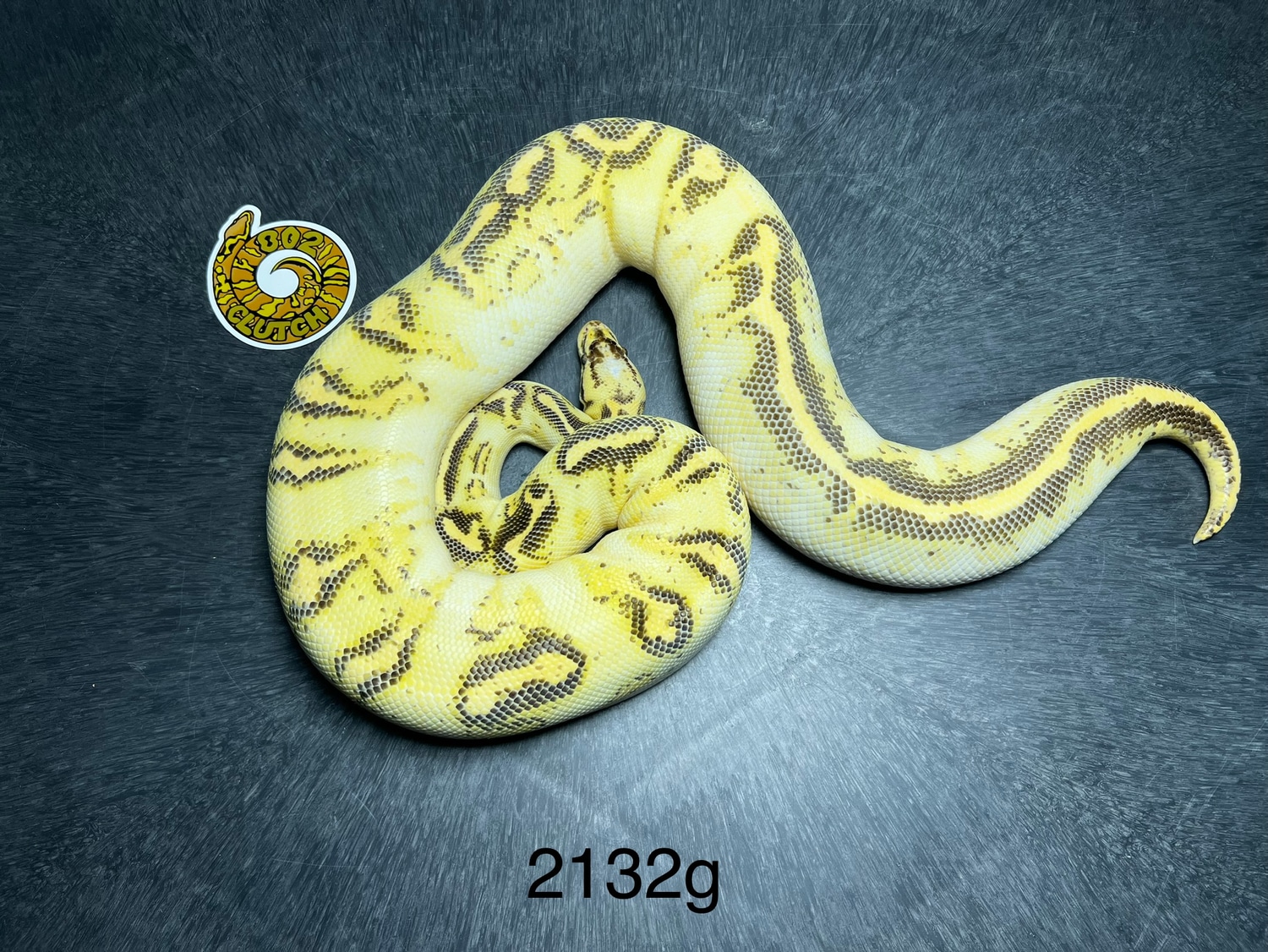 RTB Super Pastel Super Gravel Ball Python by 802 Clutch - MorphMarket