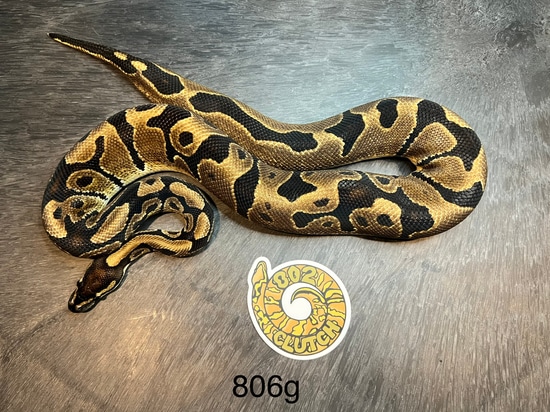 RTB African Import Dinker Ball Python by 802 Clutch