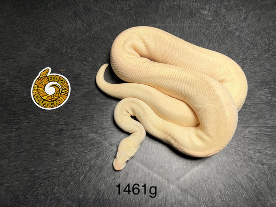 RTB FLAWLESS Blue Eyed Leucistic (Bam/But) Ball Python by 802 Clutch