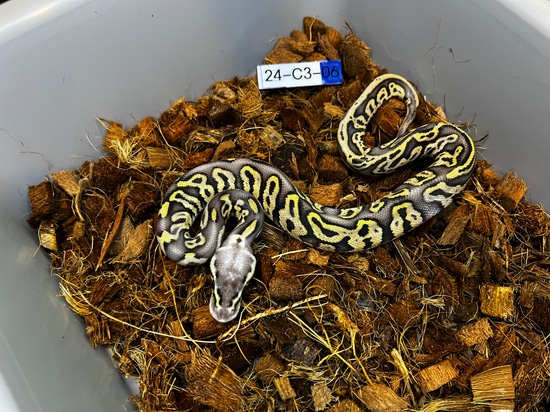 Super Pastel Leopard Ball Python by 802 Clutch