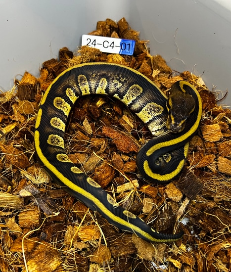 Stranger Het Clown Ball Python by 802 Clutch