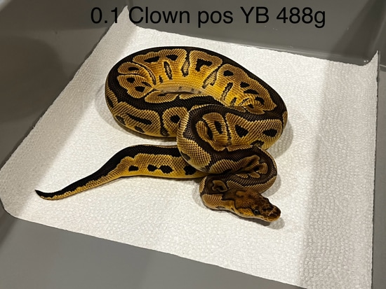 Clown Pos Yellow Belly Ball Python by 802 Clutch