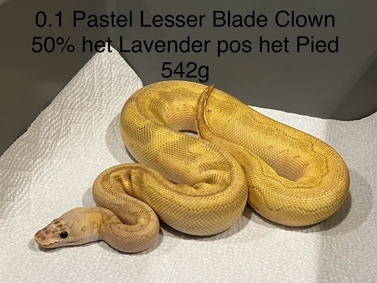 Pastel Lesser Blade Clown Ball Python by 802 Clutch