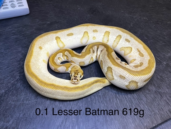 Lesser Batman Ball Python by 802 Clutch