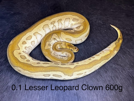 Lesser Leopard Clown Ball Python by 802 Clutch