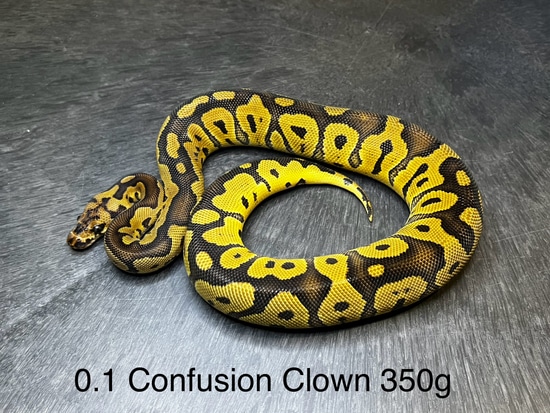 Confusion Clown Ball Python by 802 Clutch