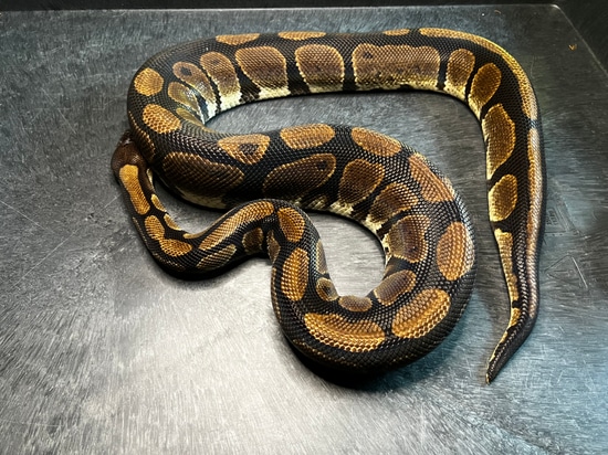 Normal Ball Python by 802 Clutch