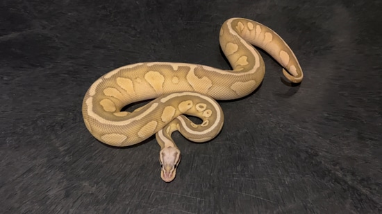 Hypo 100% Het Puzzle 100% Het Sunset Pastel Butter Ball Python by 802 Clutch