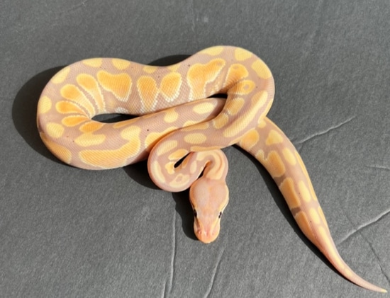 Coral Glow / Banana 50% Het Clown Ball Python by 805_Exotics