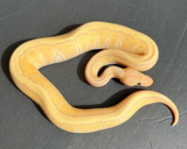 Coral Glow Pinstripe 50% Het Clown Ball Python by 805_Exotics - MorphMarket