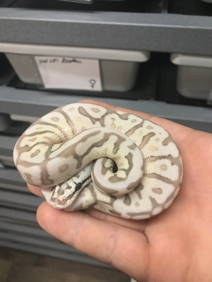 Cinnamon Lesser Pastel Spider Leoaprd Ball Python by Wright's Reptiles