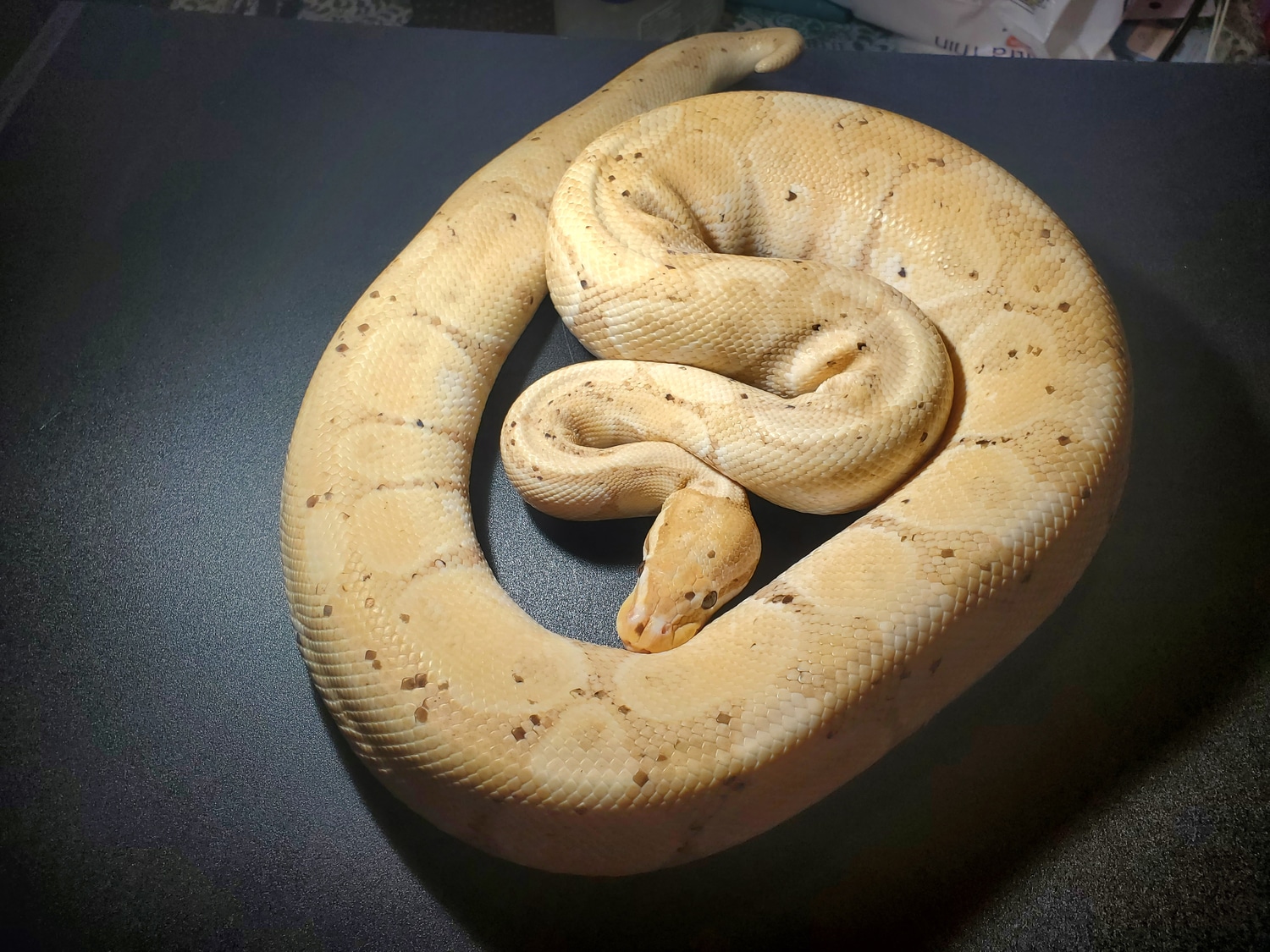 Banana Het Vpi Axanthic Ball Python by Wright's Reptiles - MorphMarket