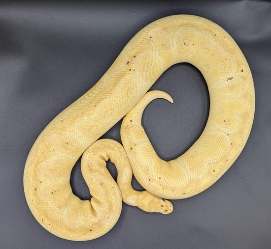 Proven Breeder Banana Clown Female Ball Python by Wright's Reptiles