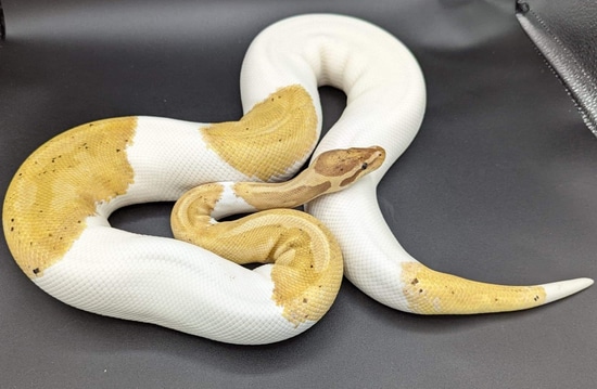 Proven Breeder Banana Pied Female Ball Python by Wright's Reptiles