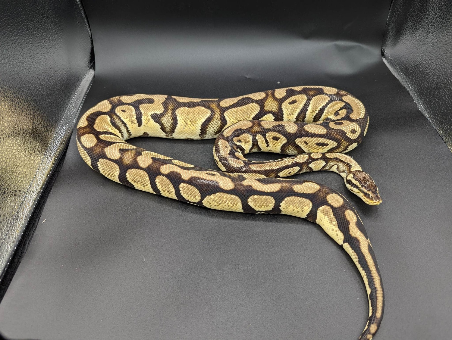 Pastel Het Clown Ball Python by Wright's Reptiles - MorphMarket