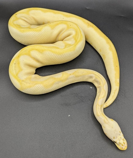 Proven Breeder Pastel Banana Enchi YellowBelly Clown Ball Python by ...