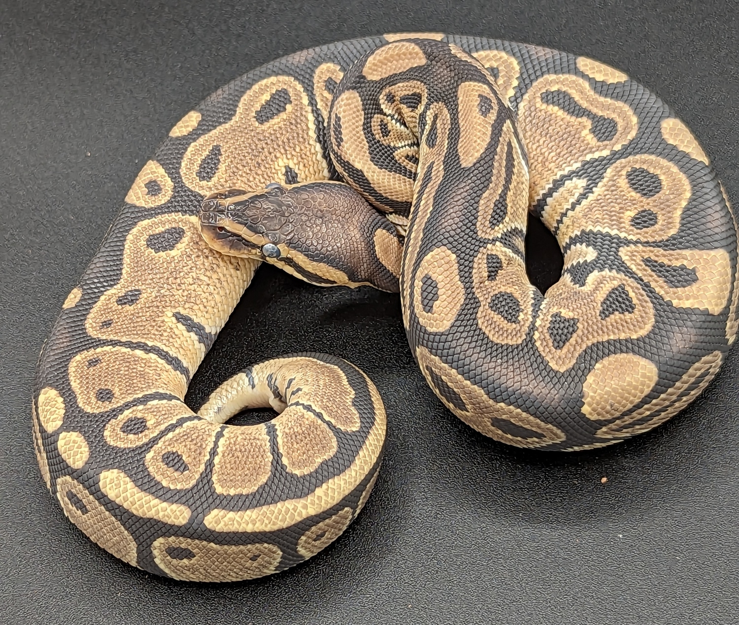 50 Het Monsoon Ball Python By Wrights Reptiles Morphmarket