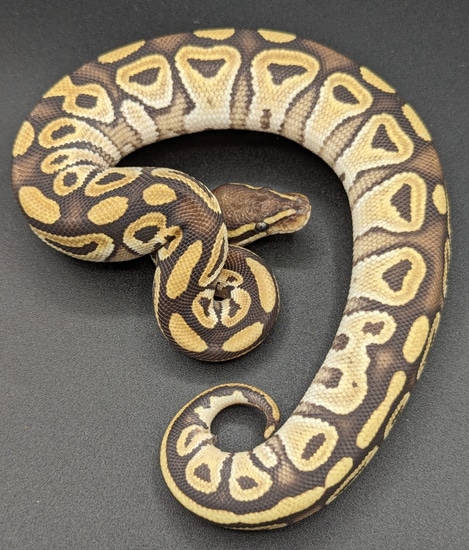 Mojave Yellowbelly 50% Het Monsoon Ball Python by Wright's Reptiles