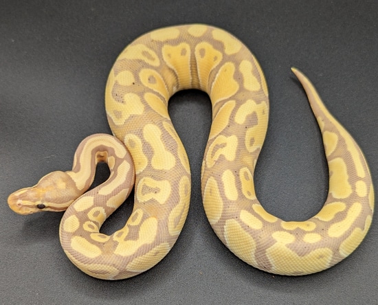 Banana YellowBelly 100% Double Het Clown Pied - B Grade Ball Python by ...