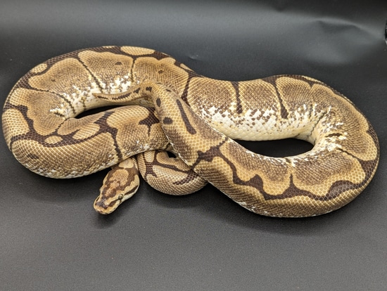 Spider Mojave Asphalt/YB Ball Python by Wright's Reptiles