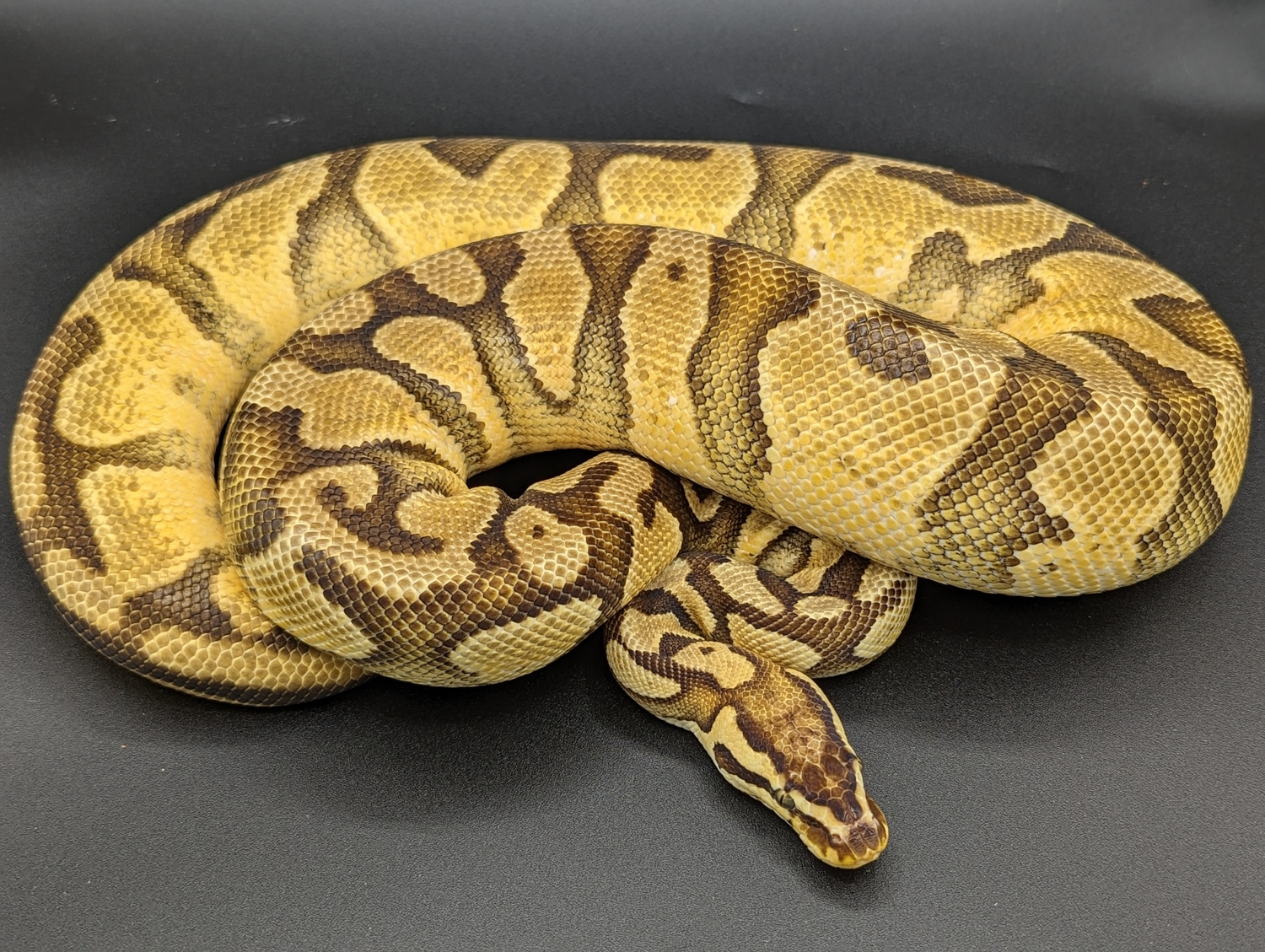 Pastel Enchi Yellowbelly Het Pied Ball Python by Wright's Reptiles ...