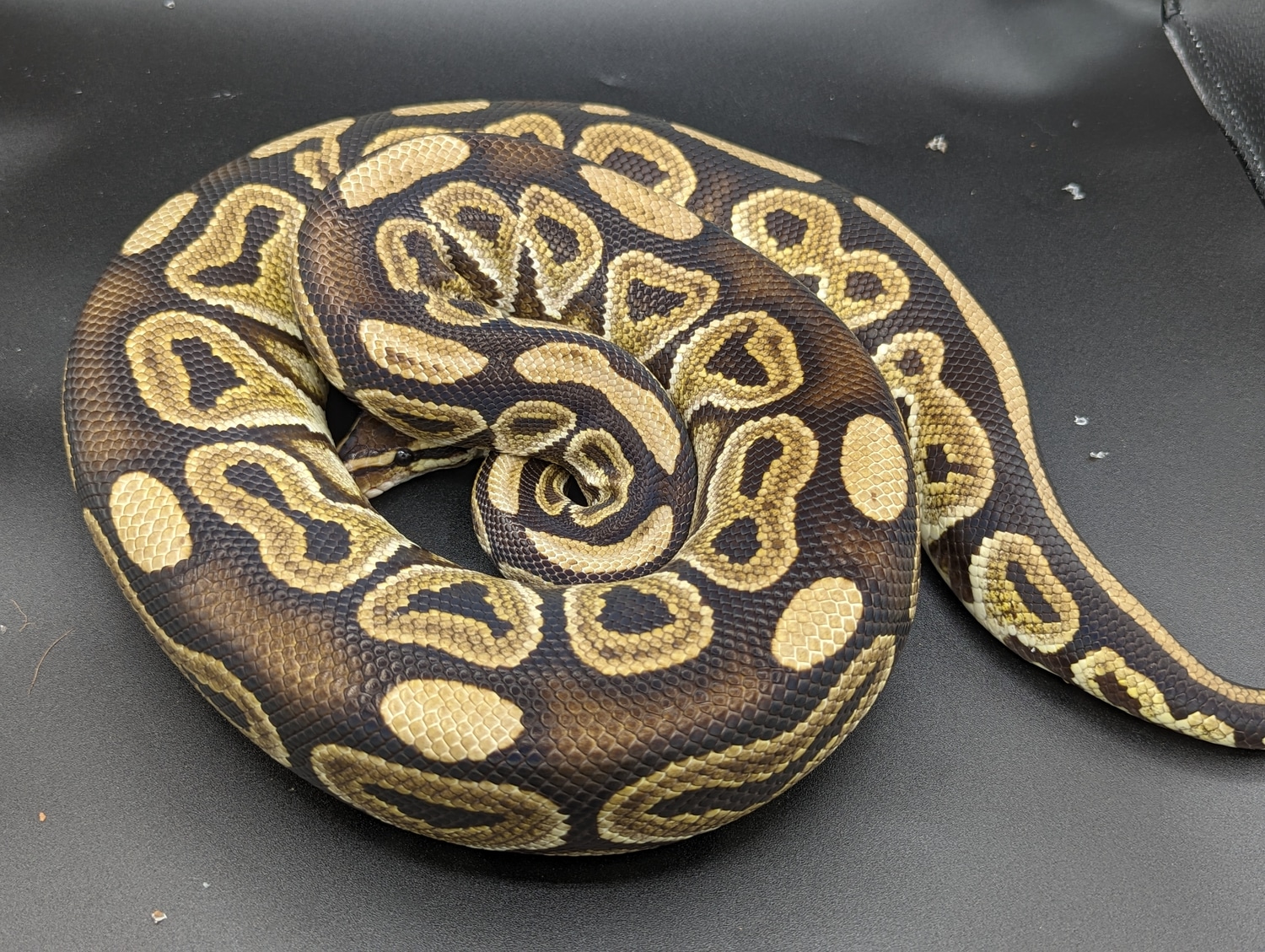 Black Pastel Double Het Ghost Clown Ball Python by Wright's Reptiles ...