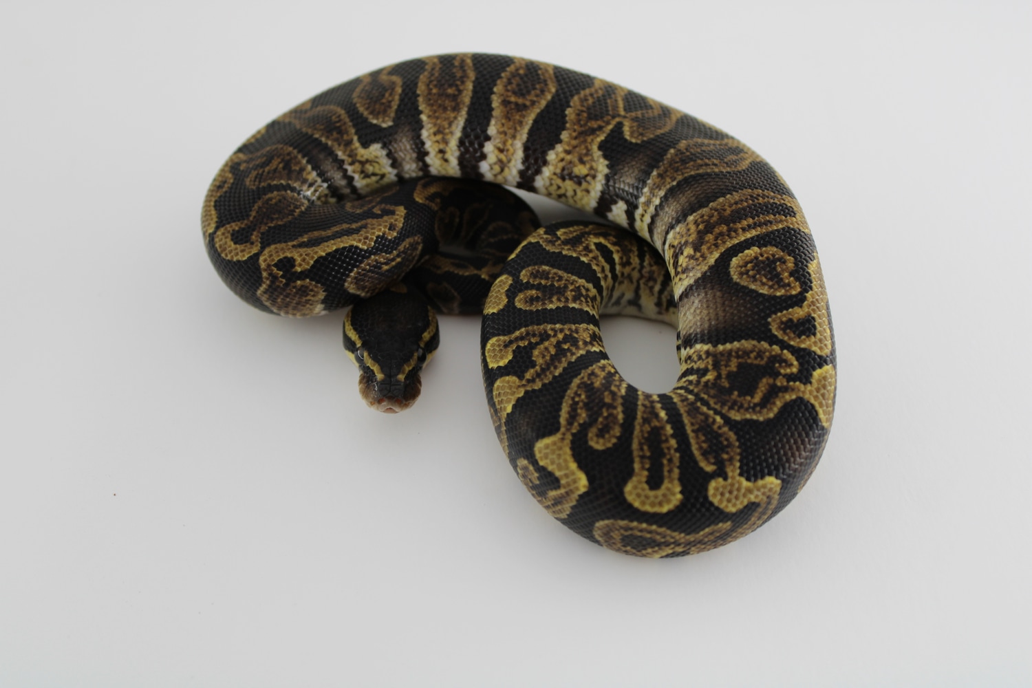 GHI Ball Python by 816 Morphs - MorphMarket