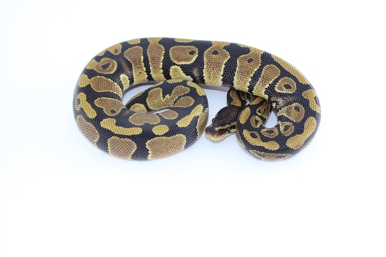 Normal Ball Python by 816 Morphs/Retic Mafia