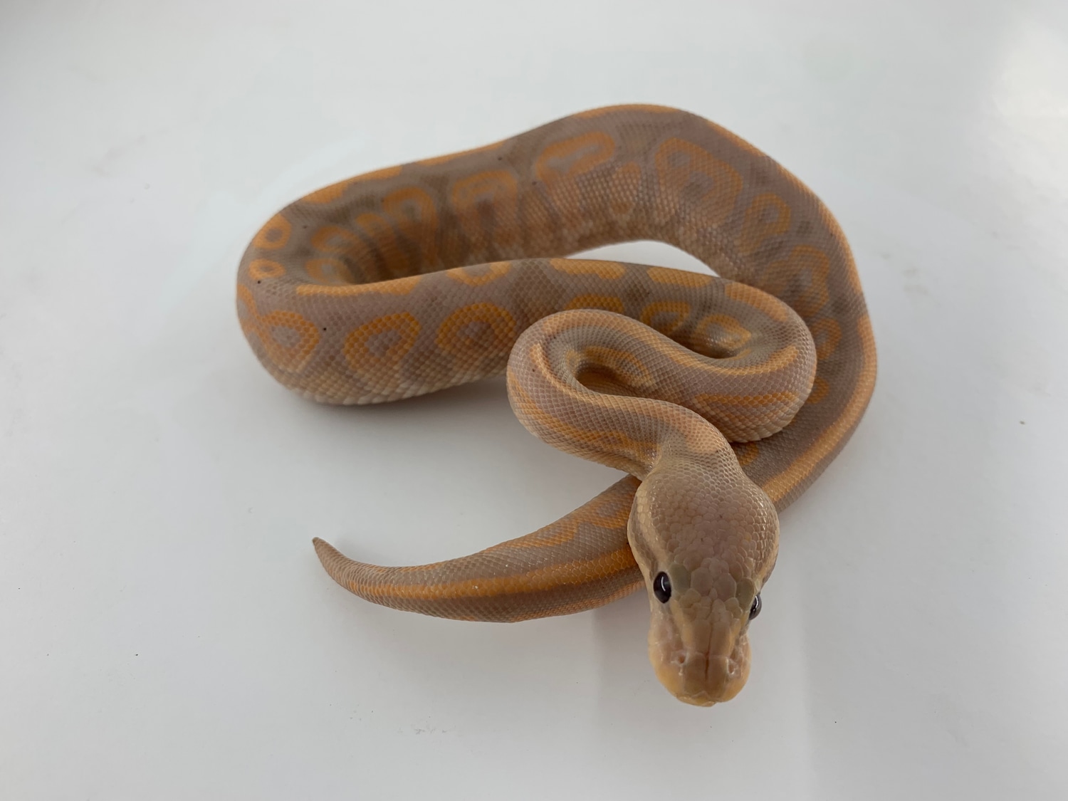 Banana Cinnamon Het Pied Ball Python by 816 Morphs - MorphMarket