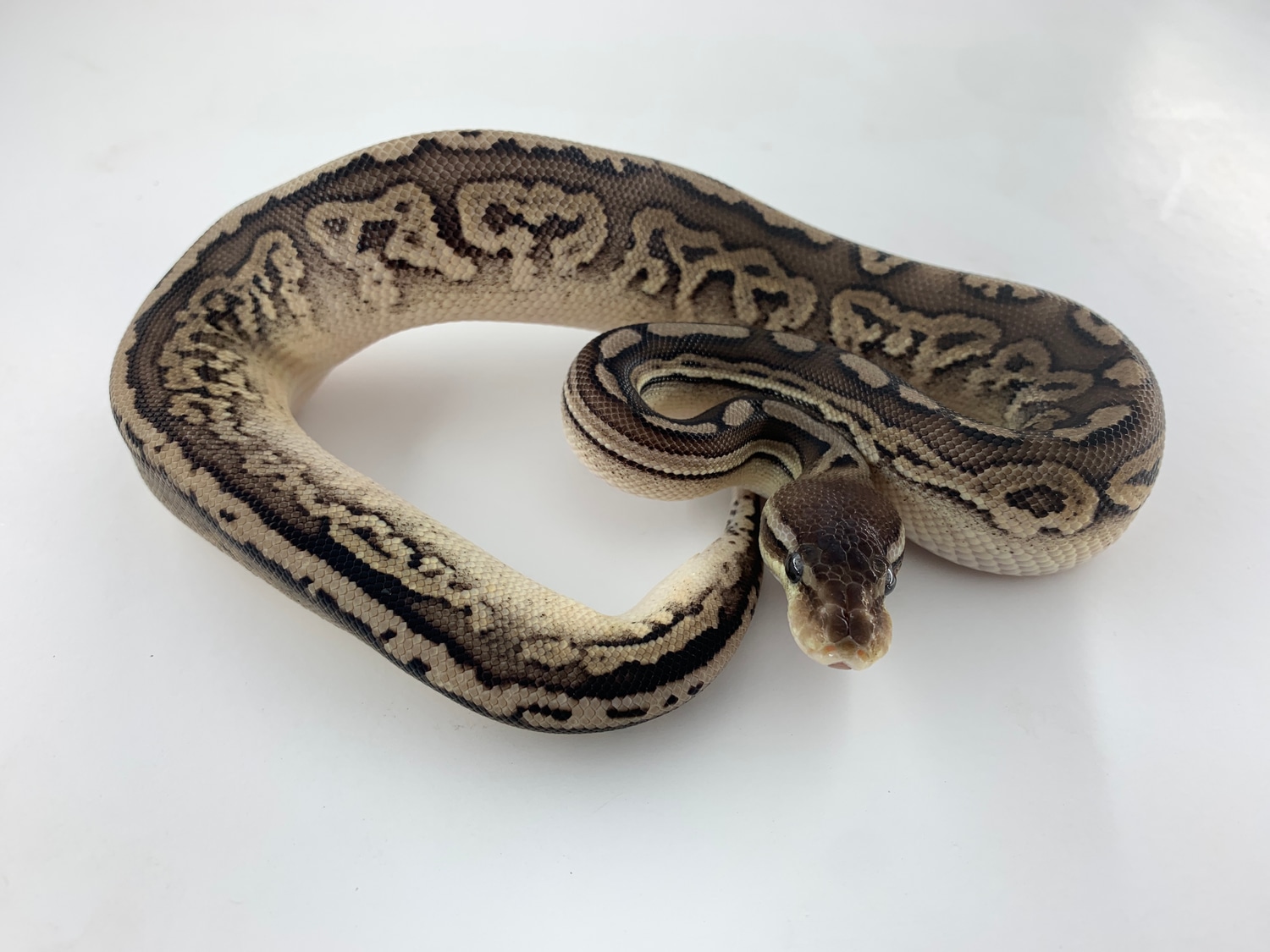 Cinnamon Pastel Het Pied Ball Python by 816 Morphs - MorphMarket