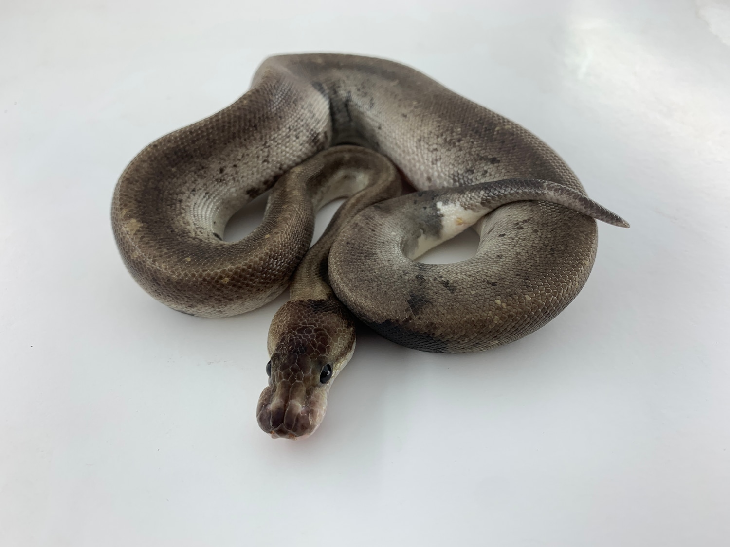 Super Cinnamon Pastel Het Pied Ball Python by 816 Morphs - MorphMarket