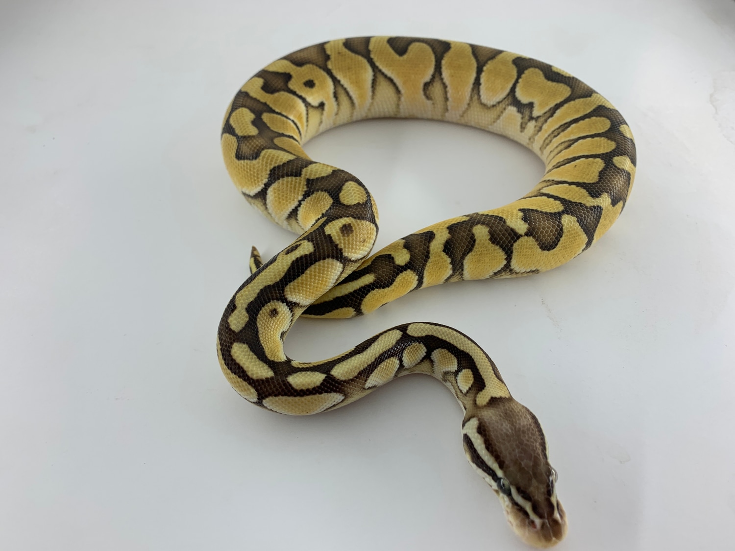 Pastel Lesser Ball Python by 816 Morphs - MorphMarket