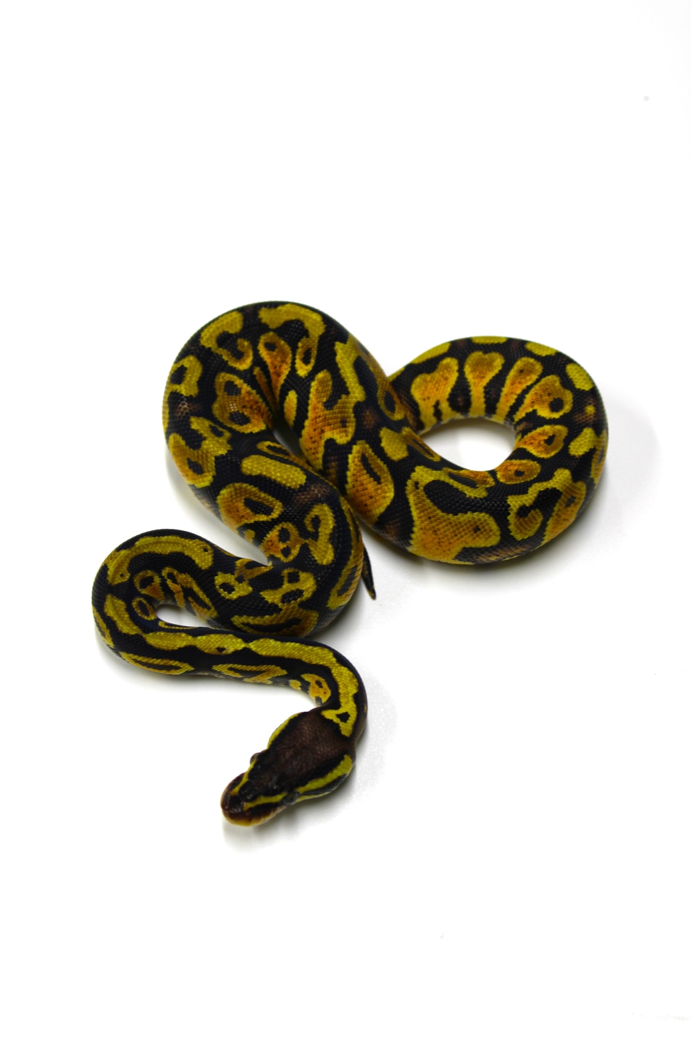 Pastel Yellow Belly Cypress Het Hypo Ball Python by 816 Morphs ...