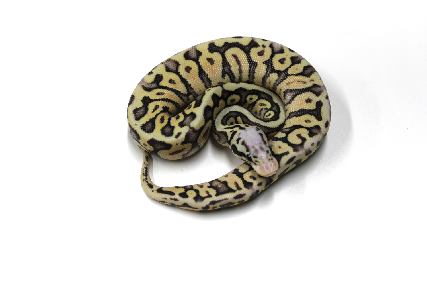 Super Pastel Spotnose Ball Python by 816 Morphs - MorphMarket