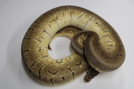 Phantom Pinstripe Spider Ball Python by 816 Morphs/Retic Mafia