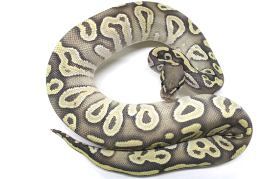 Pastel Hypo Mojave Ball Python by 816 Morphs/Retic Mafia