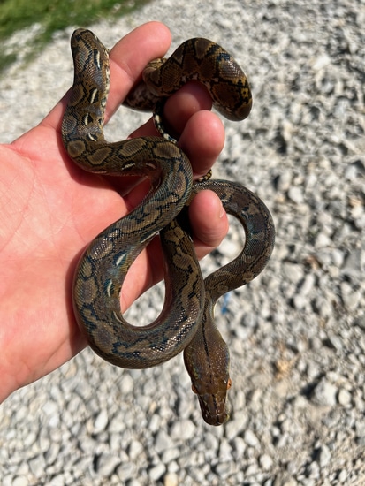 Super Dwarf 50% Kuyaudi Pos Het Albino Males And Females Available ...