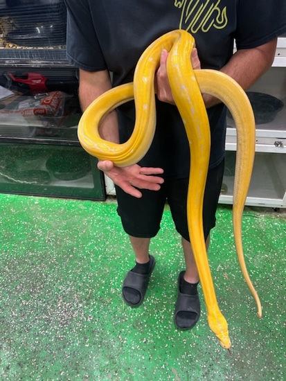 Purple Golden Child Reticulated Python by 816 Morphs/Retic Mafia