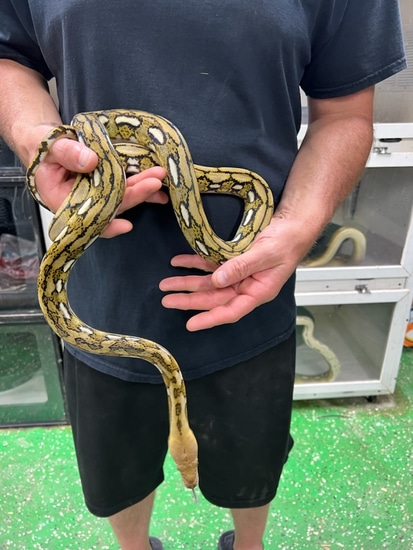 2023 Super Dwarf Tiger Snow Maker Reticulated Python by 816 Morphs ...